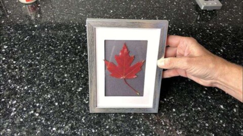 How To Preserve Leaves: Easy Step by Step Guide - Chas' Crazy Creations
