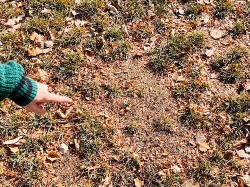 What To Do with Leftover Tea Bags Easy and Amazing DIYs with Video ...