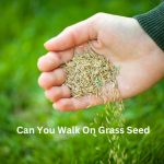 Can You Walk On Grass Seed - Chas' Crazy Creations